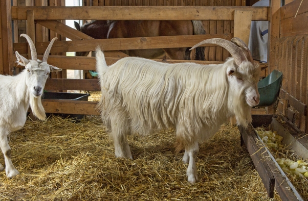 Rassen | Steunpunt Levend Erfgoed