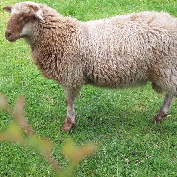 Houtlandschaap | Steunpunt Levend Erfgoed