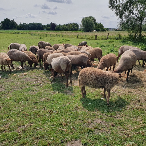 Ardense voskop | Steunpunt Levend Erfgoed
