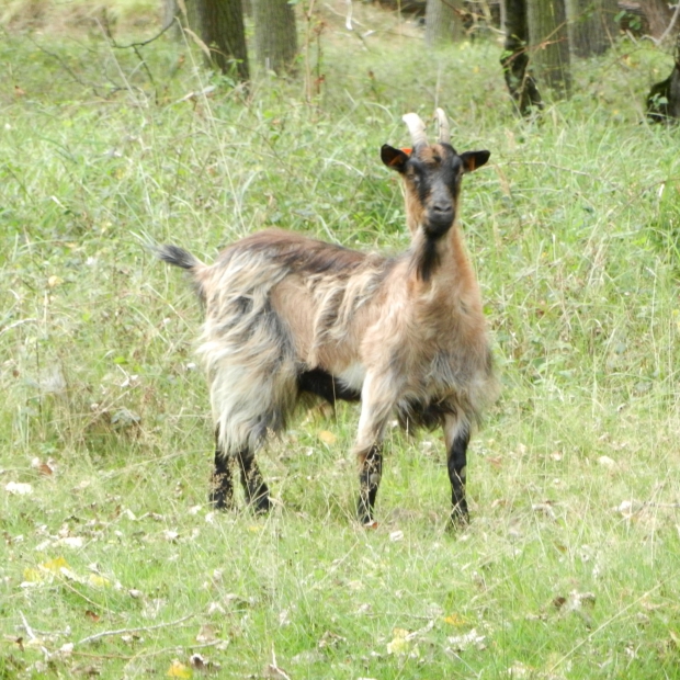Geiten | Steunpunt Levend Erfgoed