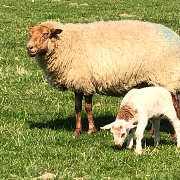 Houtlandschaap | Steunpunt Levend Erfgoed