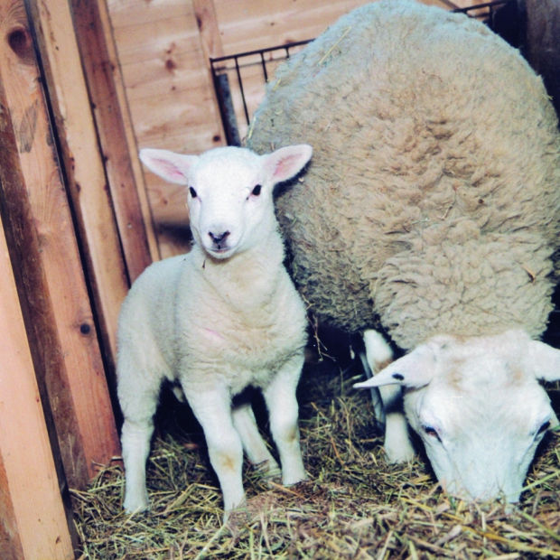 Vlaams schaap | Steunpunt Levend Erfgoed